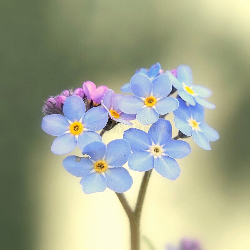 Forget-Me-Not stock image. Image of flora, wild, lithuania - 277215007