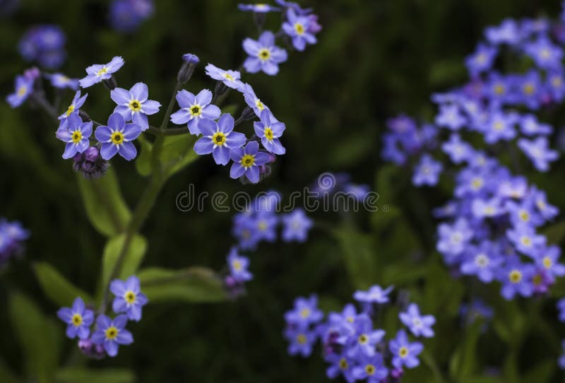Forget-me-not Flowers, Barrelier`s Bugloss or False Alkanet - Anchusa ...