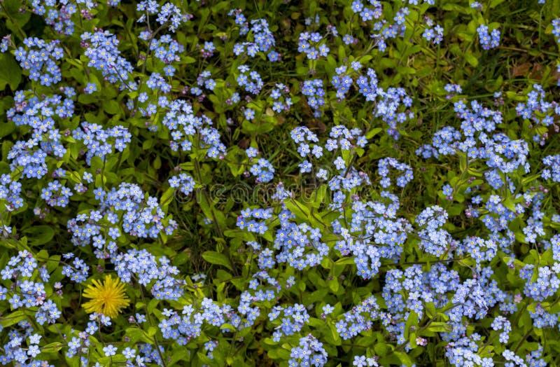 Forget-me-not Flowers, Barrelier`s Bugloss or False Alkanet - Anchusa ...