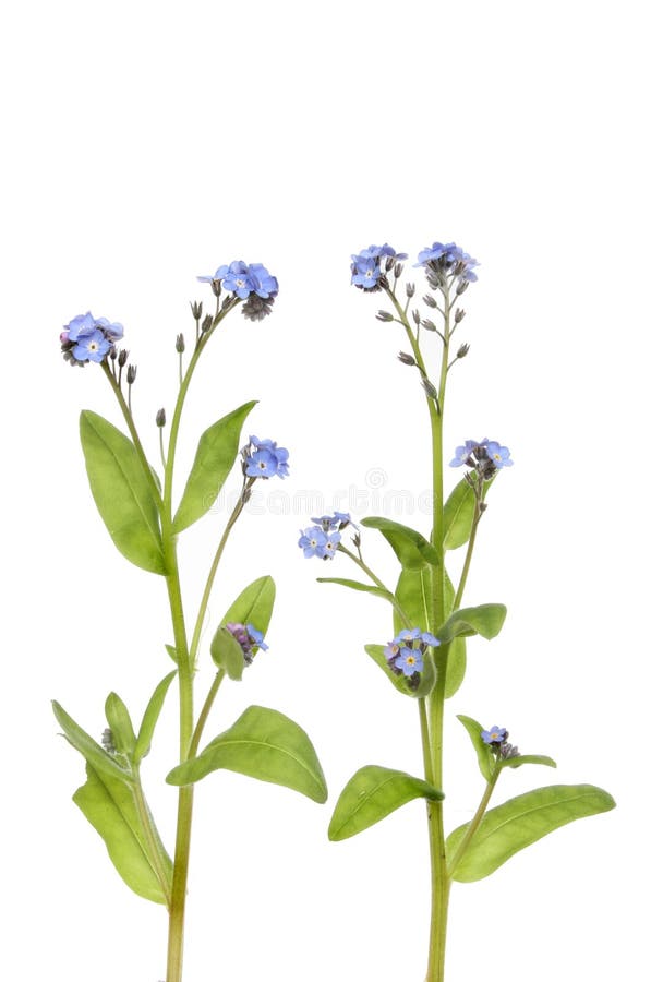 Forget me not stock photo. Image of forgetmenot, leaf - 39817472