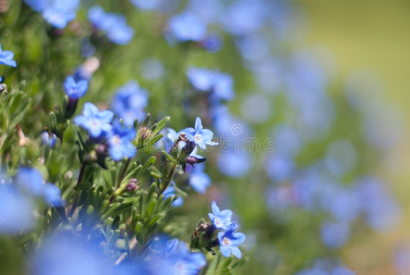 Forget-me-not Flowers, Barrelier`s Bugloss or False Alkanet - Anchusa ...
