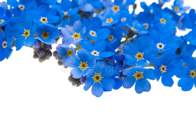 Forget-me-not Flowers Isolated Stock Image - Image of grow, isolated ...