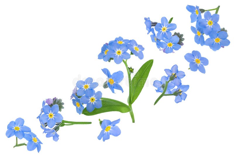 Forget-me-not Flowers Isolated on White Background. Top View Stock ...