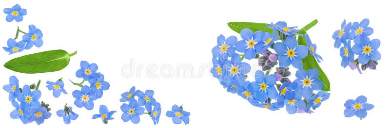 Forget-me-not Flowers Isolated on White Background. Top View Stock ...