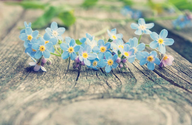 Forget-me-not Flowers, Barrelier`s Bugloss or False Alkanet - Anchusa ...