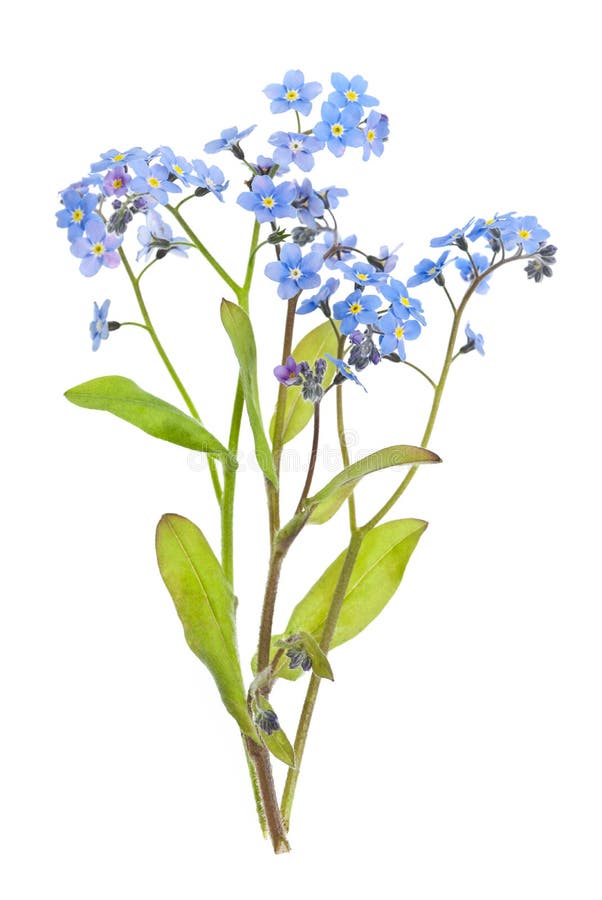 Forget-me-not Flowers on White Stock Photo - Image of beautiful, floral ...