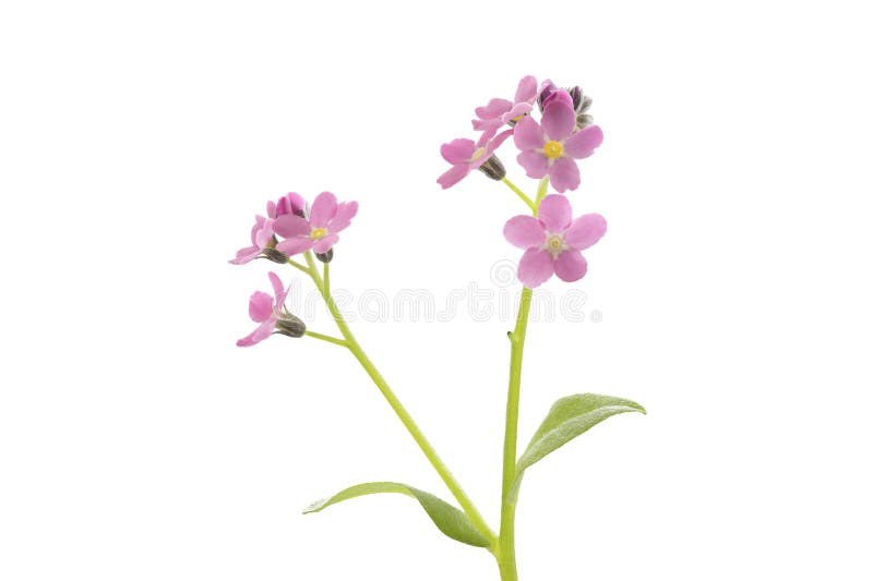 Forget-me-not Flowers on a White Background Stock Image - Image of ...