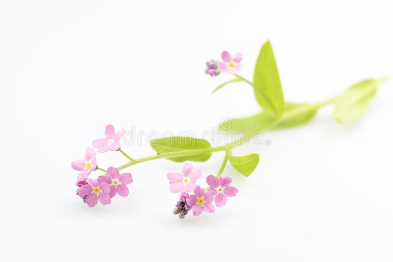 Forget-me-not Flowers on a White Background Stock Image - Image of ...