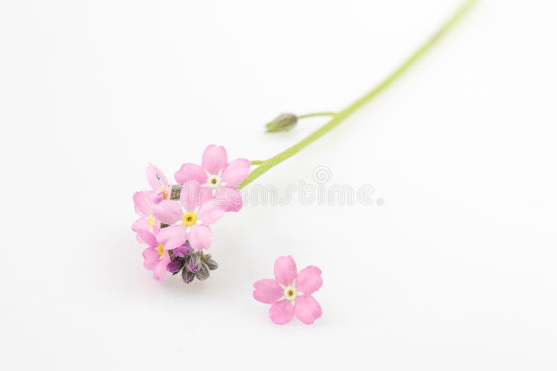 Forget-me-not Flowers on a White Background Stock Photo - Image of ...