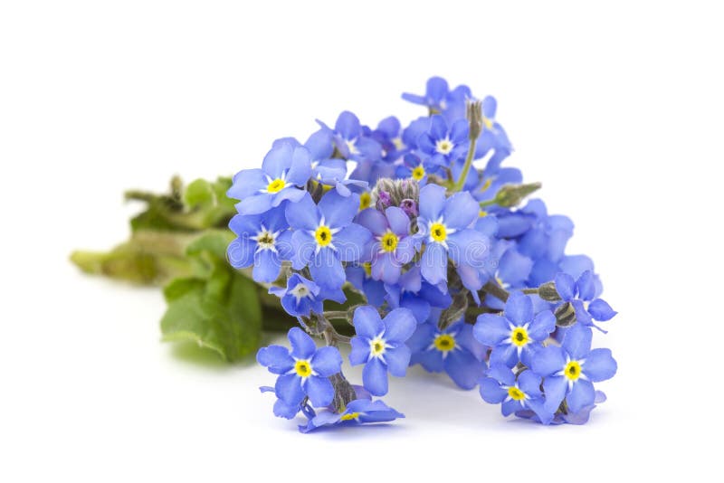 Forget-me-not Victoria Blue Flower Isolated on White Stock Photo ...