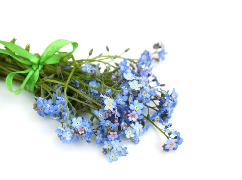 Forget-me-not stock image. Image of beautiful, flora - 40688291