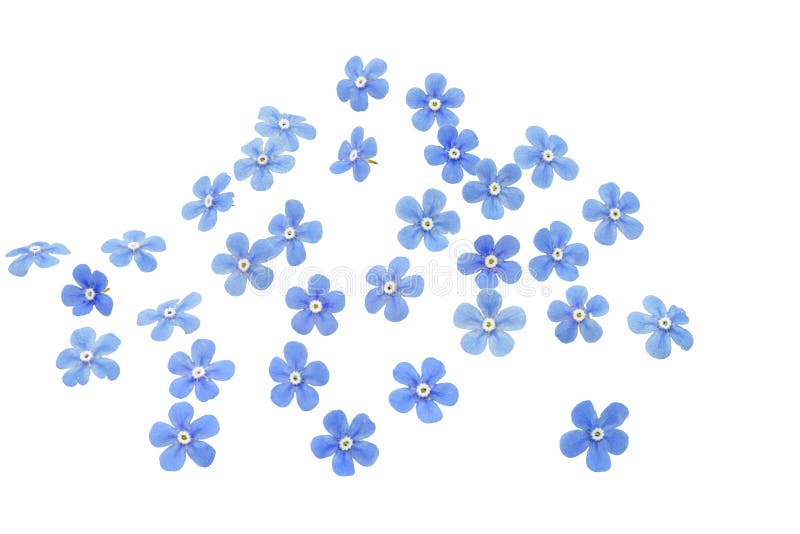 Forget Me Not Flowers on White Background Stock Image - Image of forget ...
