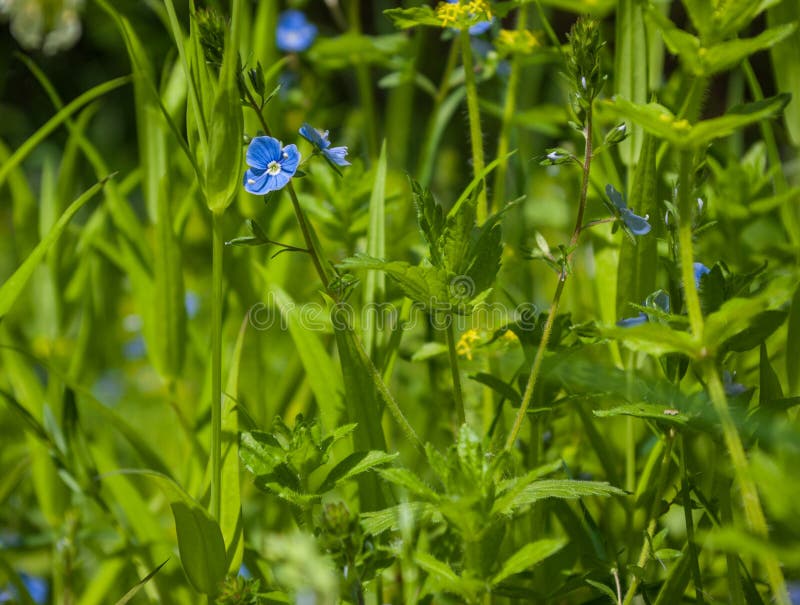 Forget-me-not in Forest. Green Grass Stock Image - Image of abstract ...