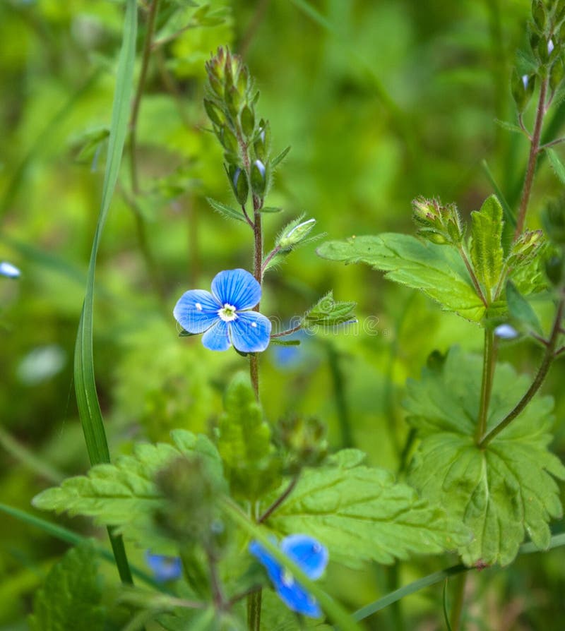 Forget-me-not in Forest. Green Grass Stock Image - Image of closeup ...