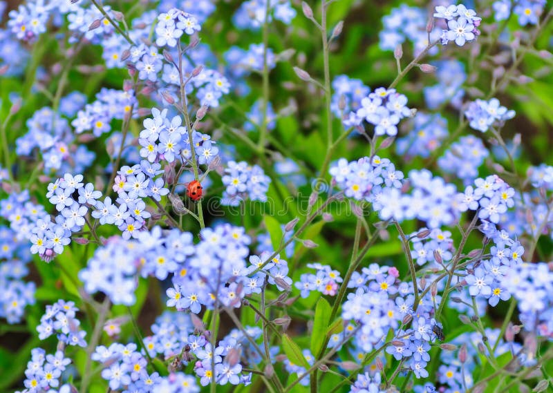 Forget-me -not and a Ladybug Stock Image - Image of abstract, head ...
