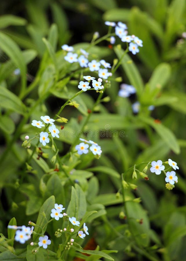 Forget-me-not (Myosotis) Grows in Nature Stock Photo - Image of petals ...