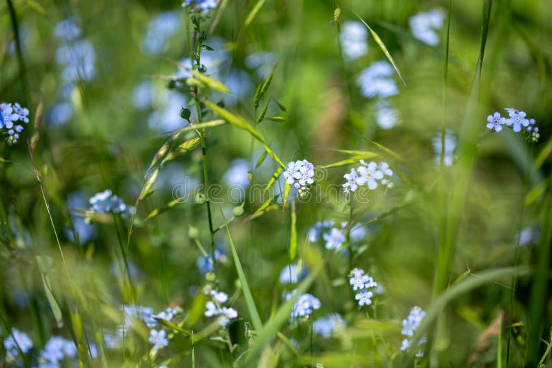 Forget-me-not Myosotis Sylvatica. Blue Flowers Growing in a Field Stock ...