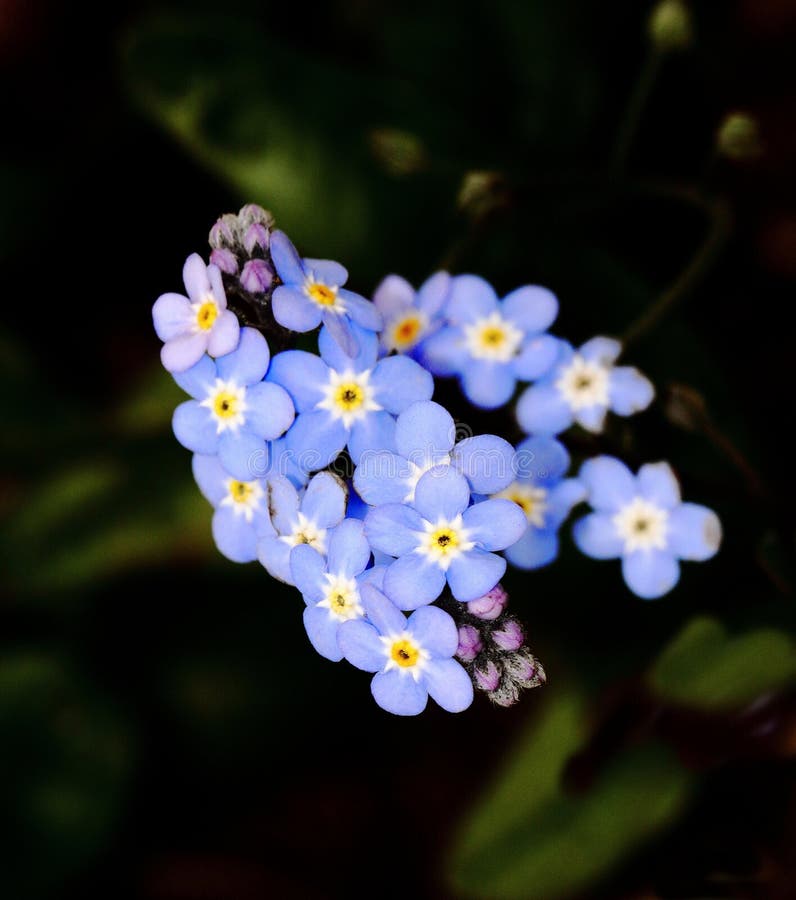 Forget Me Not, a Tiny but Beautiful Blue Flower Stock Image - Image of nature, shrub: 350882875