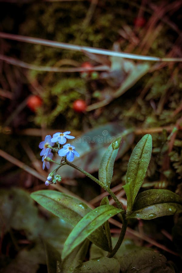 Forget-me-not stock photo. Image of lonely, branches - 91948602
