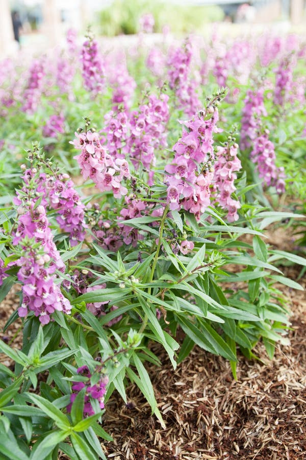 Forget Me Not Pink Flowers in Spring Stock Photo - Image of flowers ...