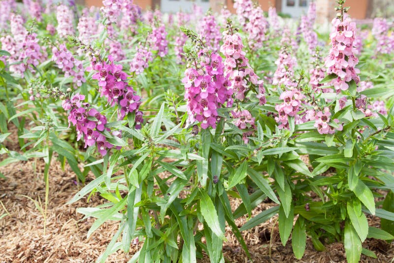 Forget Me Not Pink Flowers in Spring Stock Photo - Image of plant ...