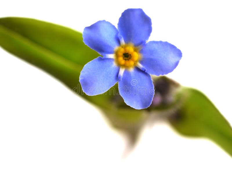 Forget-me-not Victoria Blue Flower Isolated on White Stock Photo ...