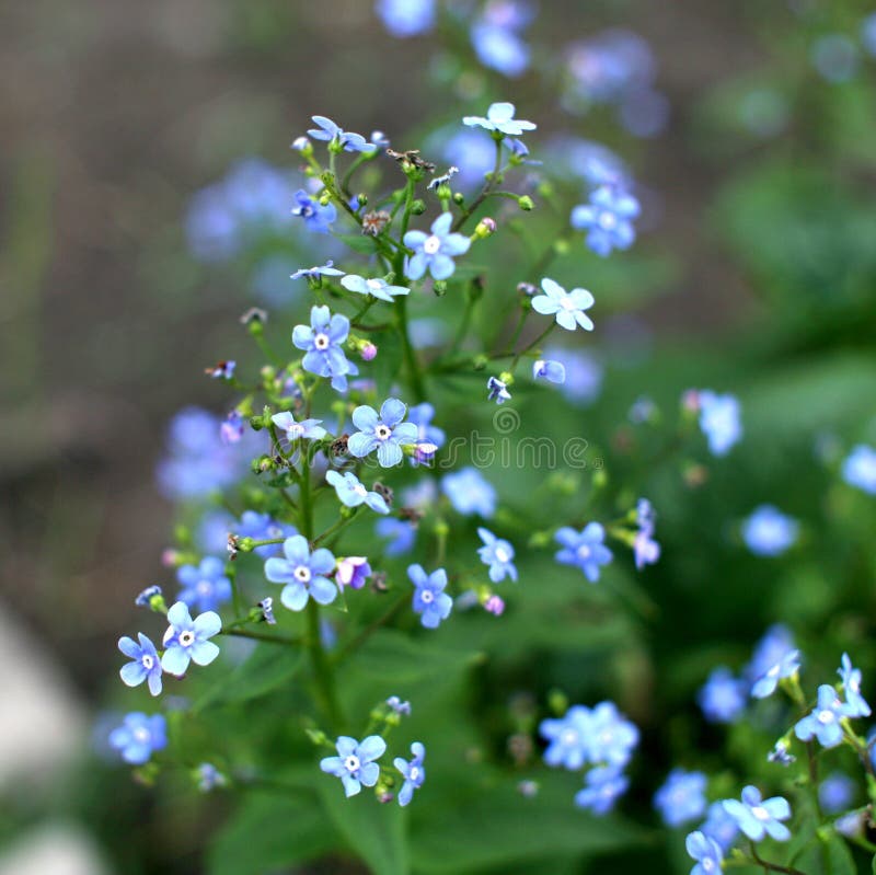 Forget Me Not, Small Flowers in the Garden Stock Image - Image of field ...
