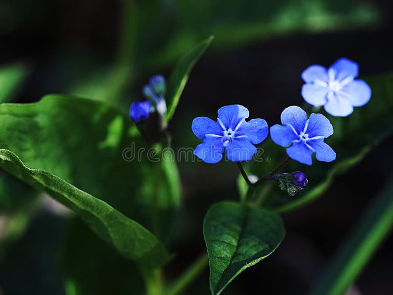 Forget Me Not stock photo. Image of flower, vergiss, nicht - 67020912