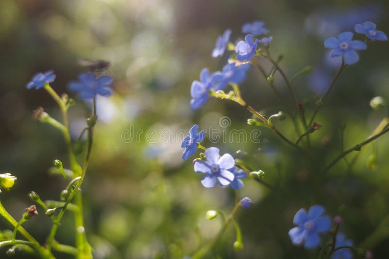 Forget-Me -Nots -in Full Bloom Stock Photo - Image of popular, garden ...