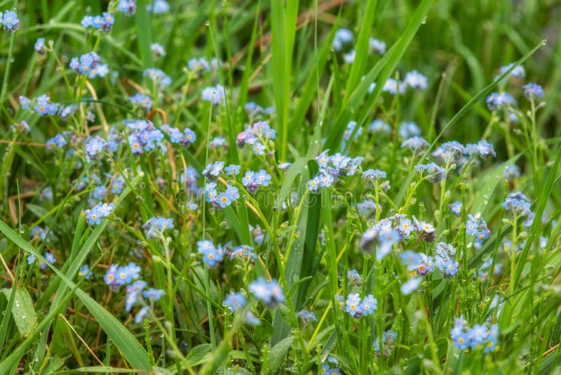 Forget Me Not - Spring Blue Flowers Stock Image - Image of spring ...