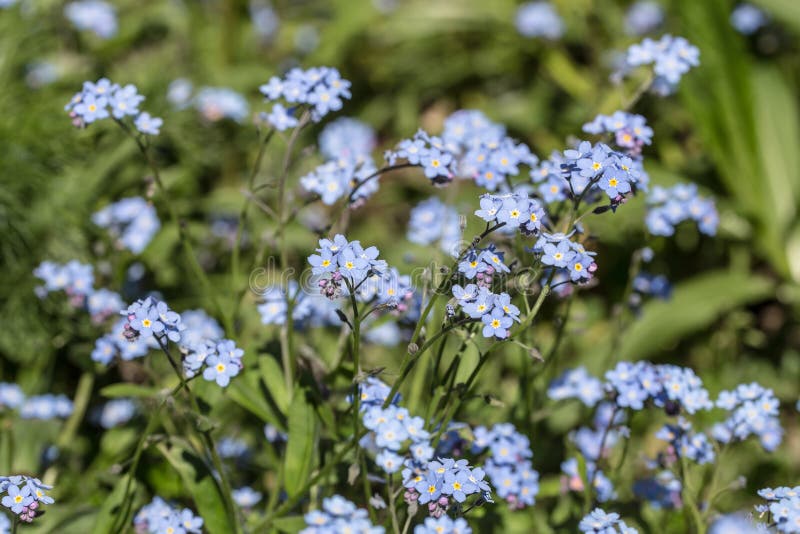 Forget-me-not in spring stock photo. Image of vibrant - 42680268