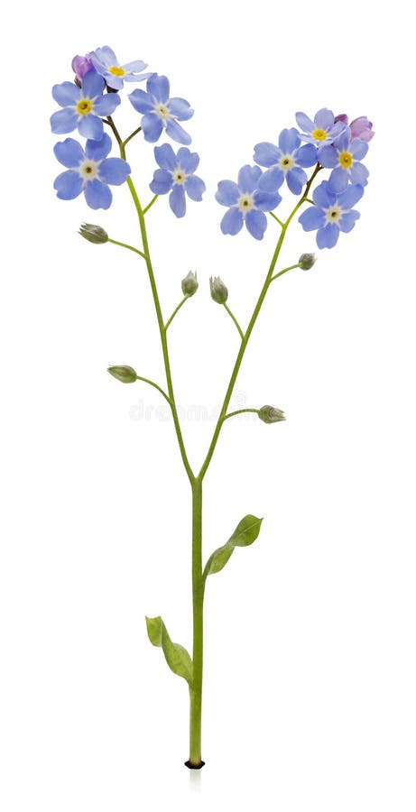 Blue Forget-me-not Isolated Flowe Stock Photo - Image of forget ...