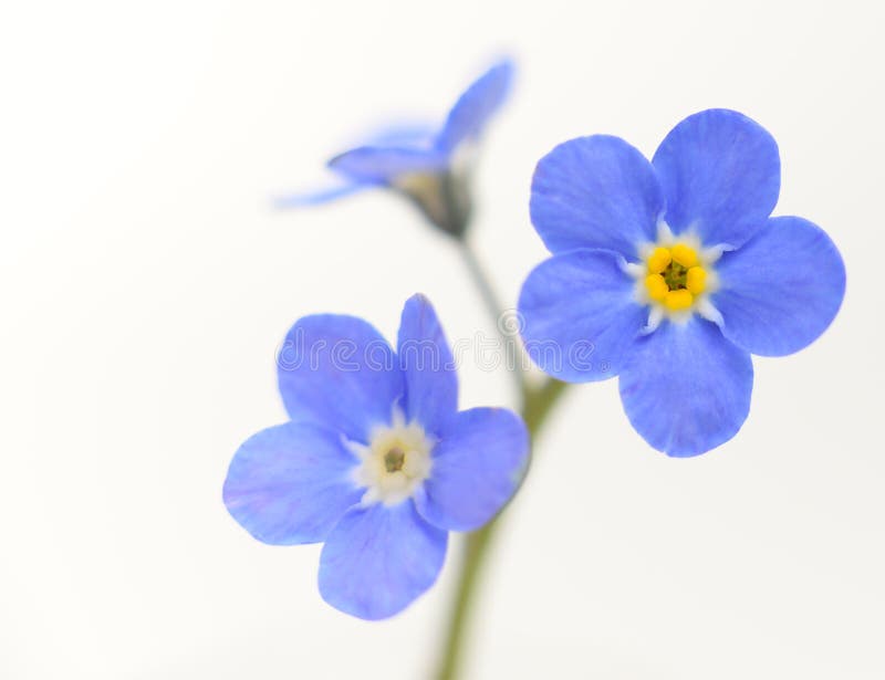 Forget-me-not Victoria Blue Flower Isolated on White Stock Image ...