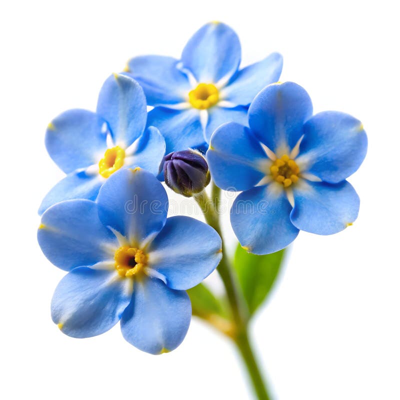 Forget-Me-Not on White Background Stock Illustration - Illustration of ...