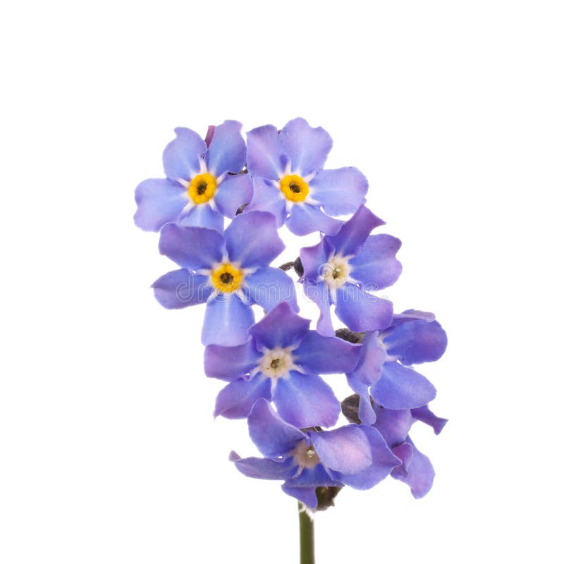 Forget-me-not Victoria Blue Flower Isolated on White Stock Photo ...