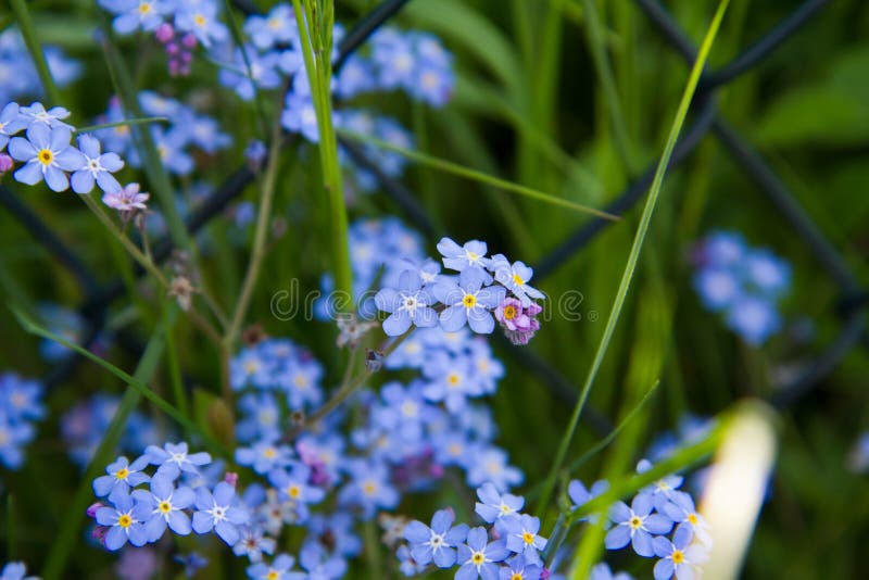 Forget-me-nots stock image. Image of grass, posy, blossom - 92674767