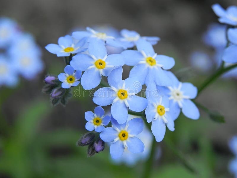 Field Forget Me Nots Myosotis Arvensis Stock Image - Image of field ...