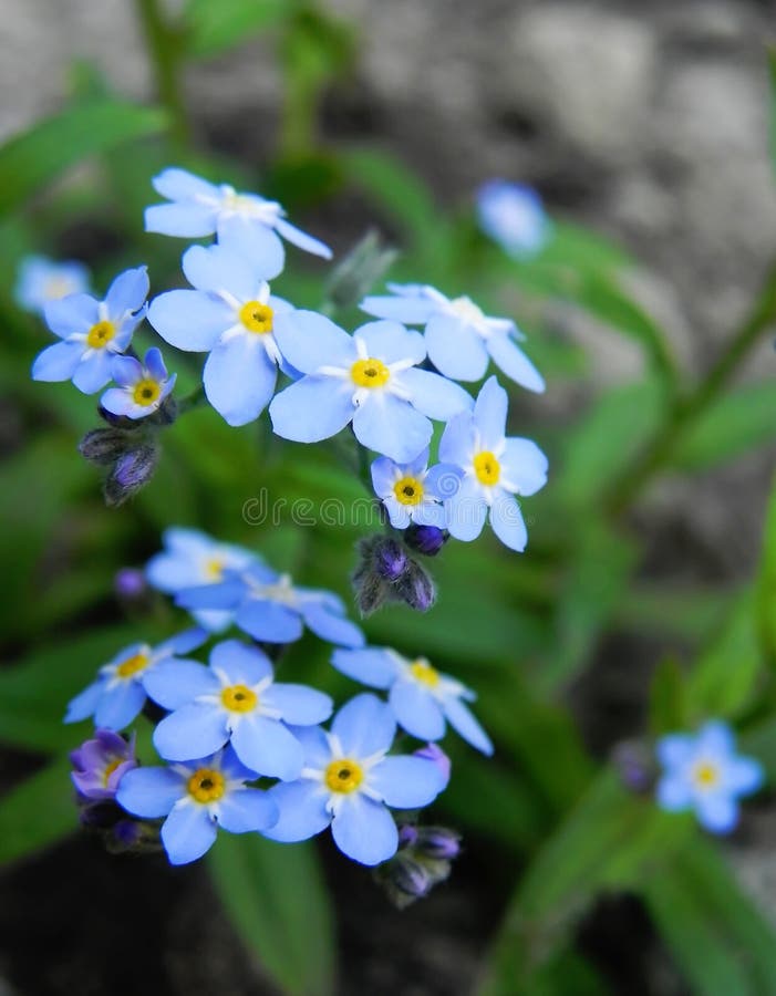 Forget-me-nots stock photo. Image of flora, green, floret - 92955150