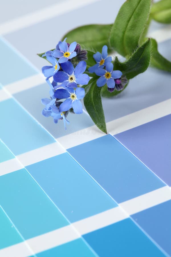 Forget-me-nots on Color Swatch Stock Photo - Image of selection, guide ...