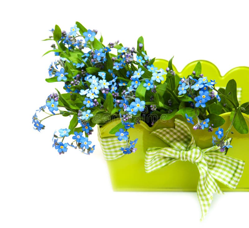 Forget-me-nots flowers stock image. Image of band, flower - 66466171