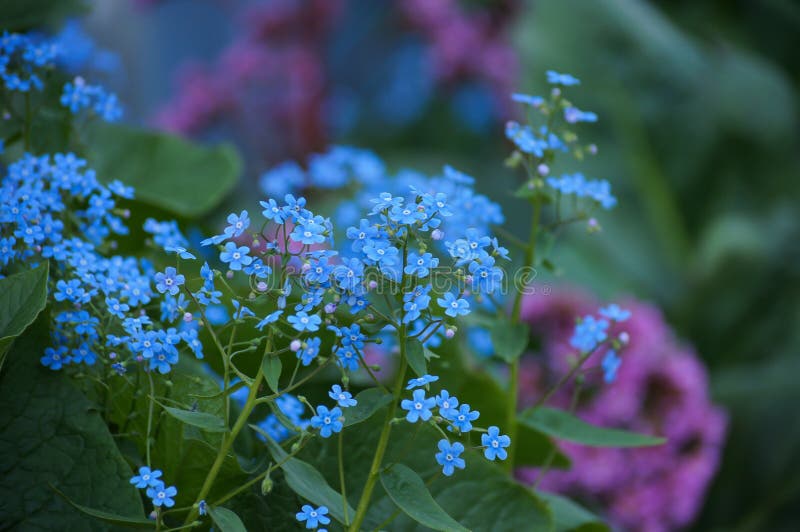 Forget-me-nots in the Garden. Beautiful Background with Blue Forget-me ...