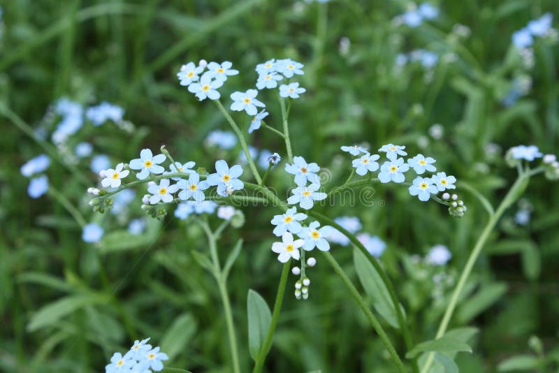 The Forget-me-nots and Grass. Stock Photo - Image of flowers, grass ...