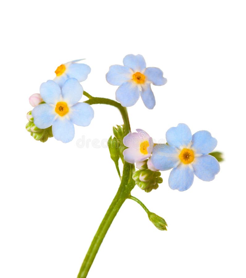 Forget Me Not Sprig Stock Photos - Free & Royalty-Free Stock Photos ...