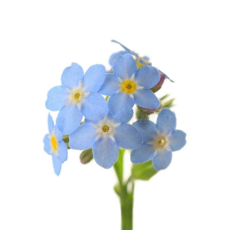 Forget-me-nots. Pale Blue Flowers, a Symbol of Loyalty Stock Photo ...