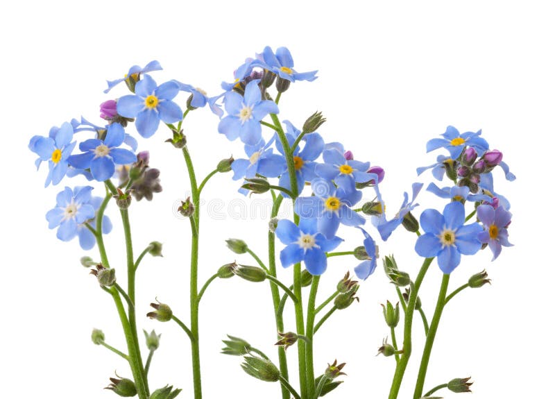 Forget-me-nots Isolated On White Background Stock Image - Image of ...