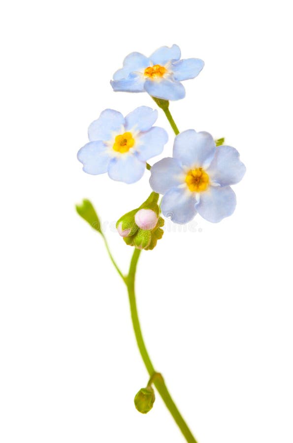 Forget-me-nots Isolated On White Background Stock Photo - Image of ...