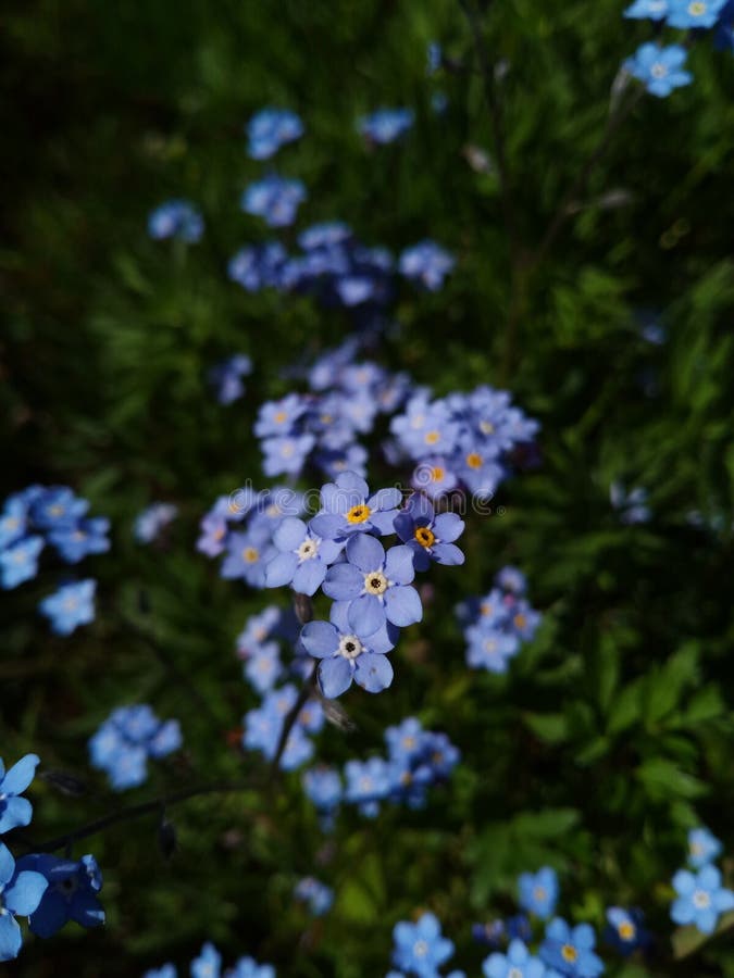 Forget-me-nots Little Blue Wildflowers Forget-ne-not Stock Image ...