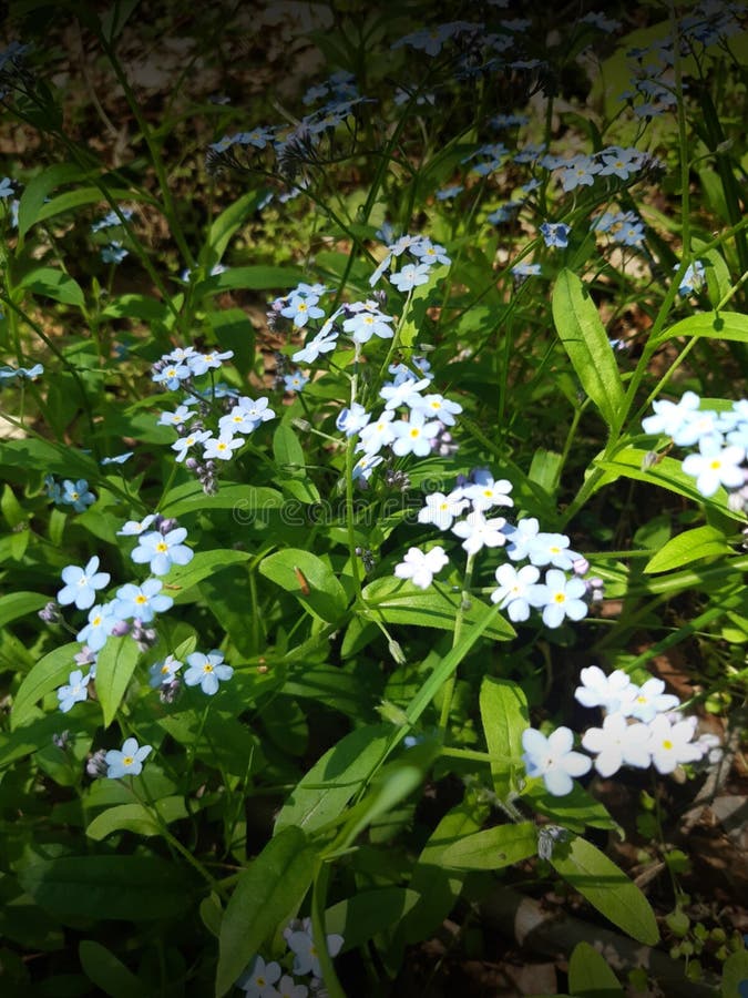 Forget-me-nots stock photo. Image of plant, shrubs, lawn - 218792364