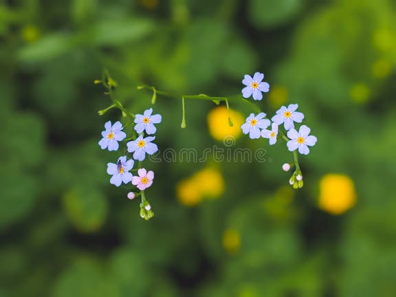 Forget-me-nots are Small Blue Flowers Stock Image - Image of nature ...