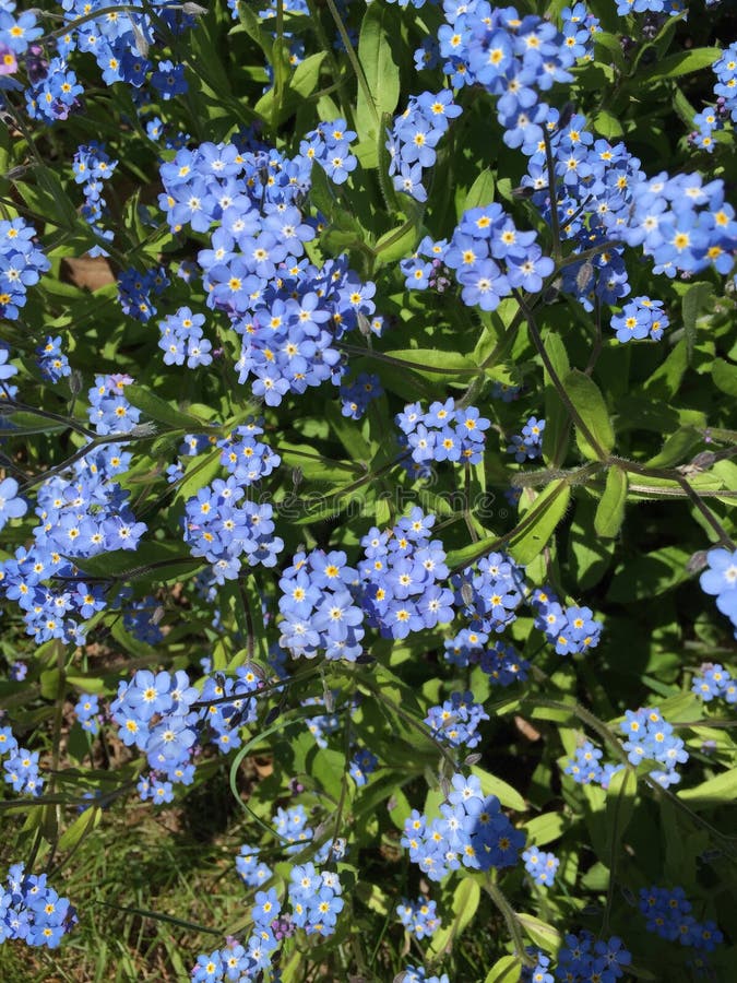Forget me nots stock photo. Image of periwinkle, flowers - 70955128